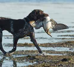 Texas Waterfowl Hunting at Pintail Hunting Club - Garwood, TX