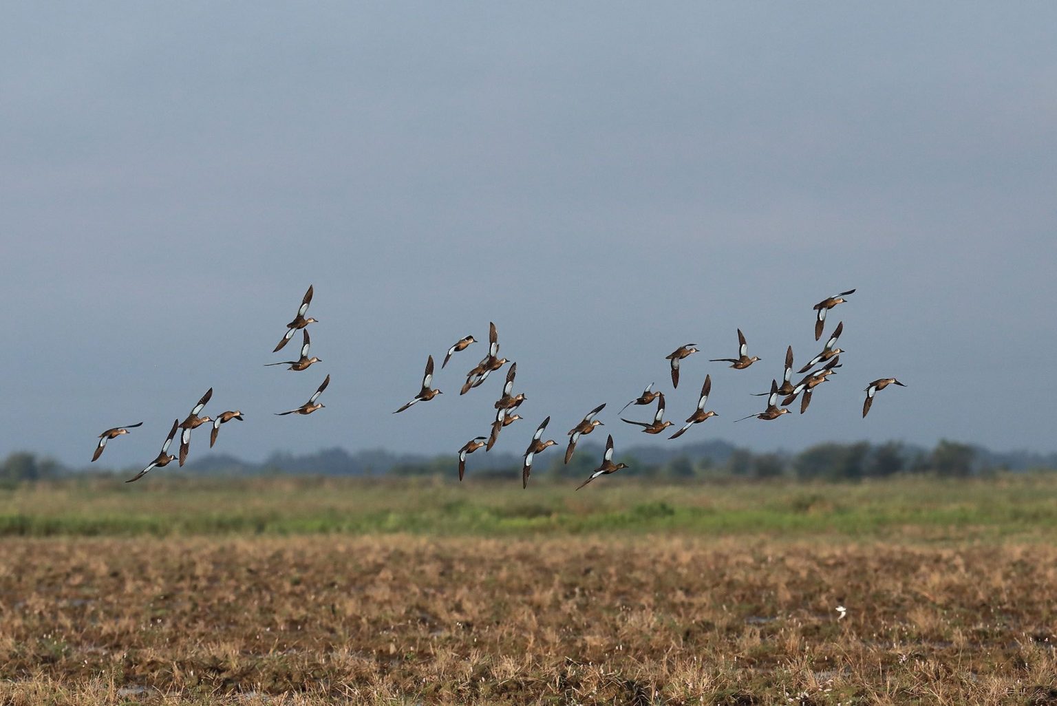 Pintail Hunting Club - Types of Waterfowl Hunts