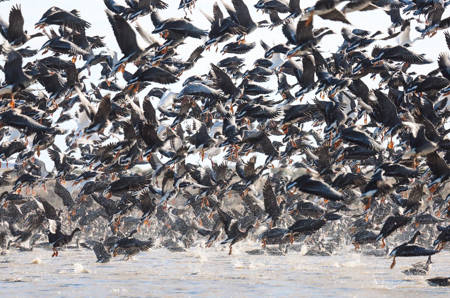 Texas Waterfowl/Duck & Goose Hunting at Pintail Hunting Club
