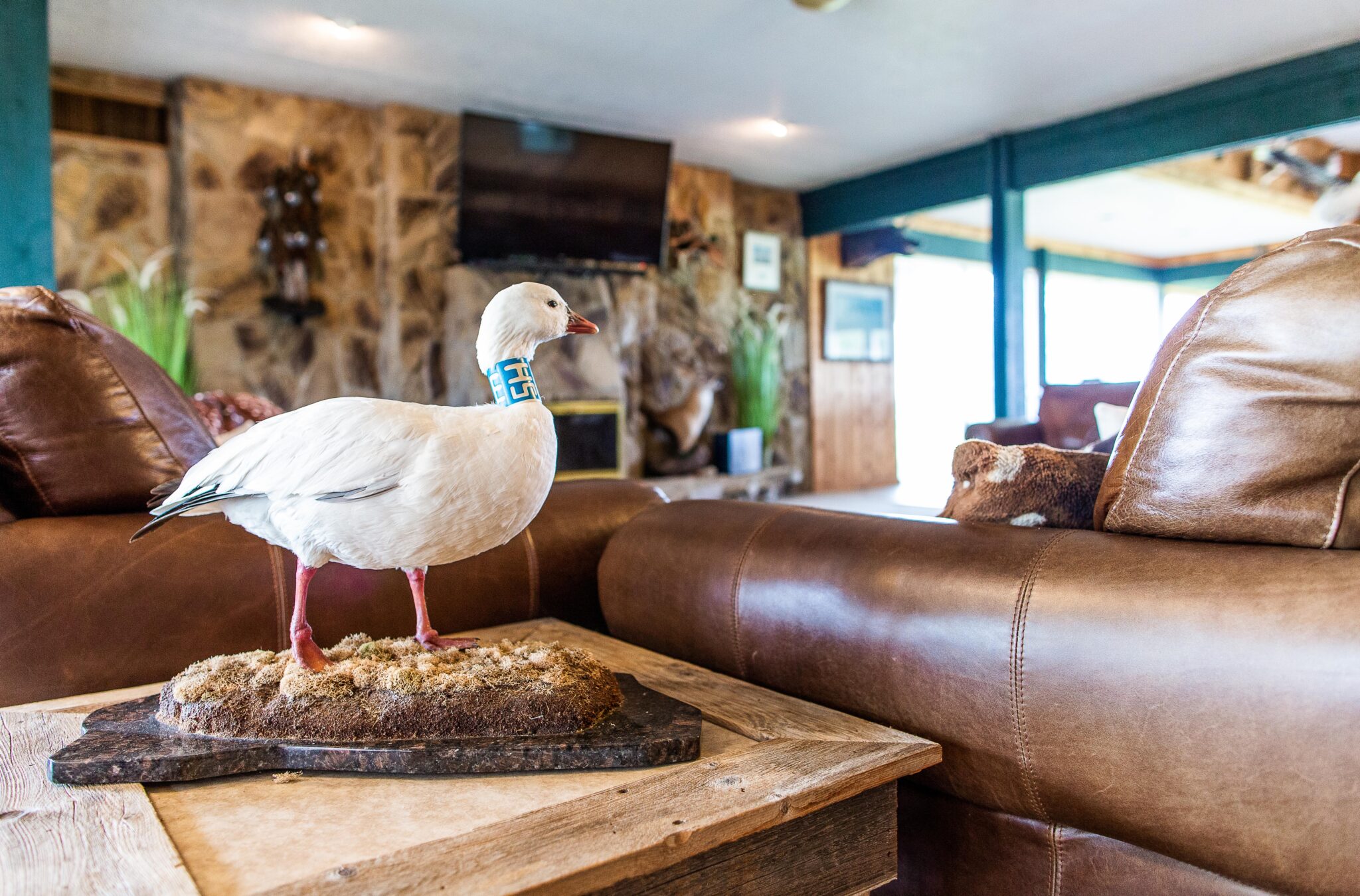 What do I need to bring at Pintail Hunting Club / El Cielo?Pintail ...
